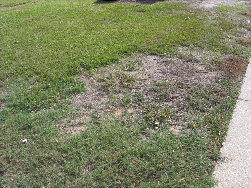 GroundPearlDamage - The PLUGman Law Aeration & Landscape